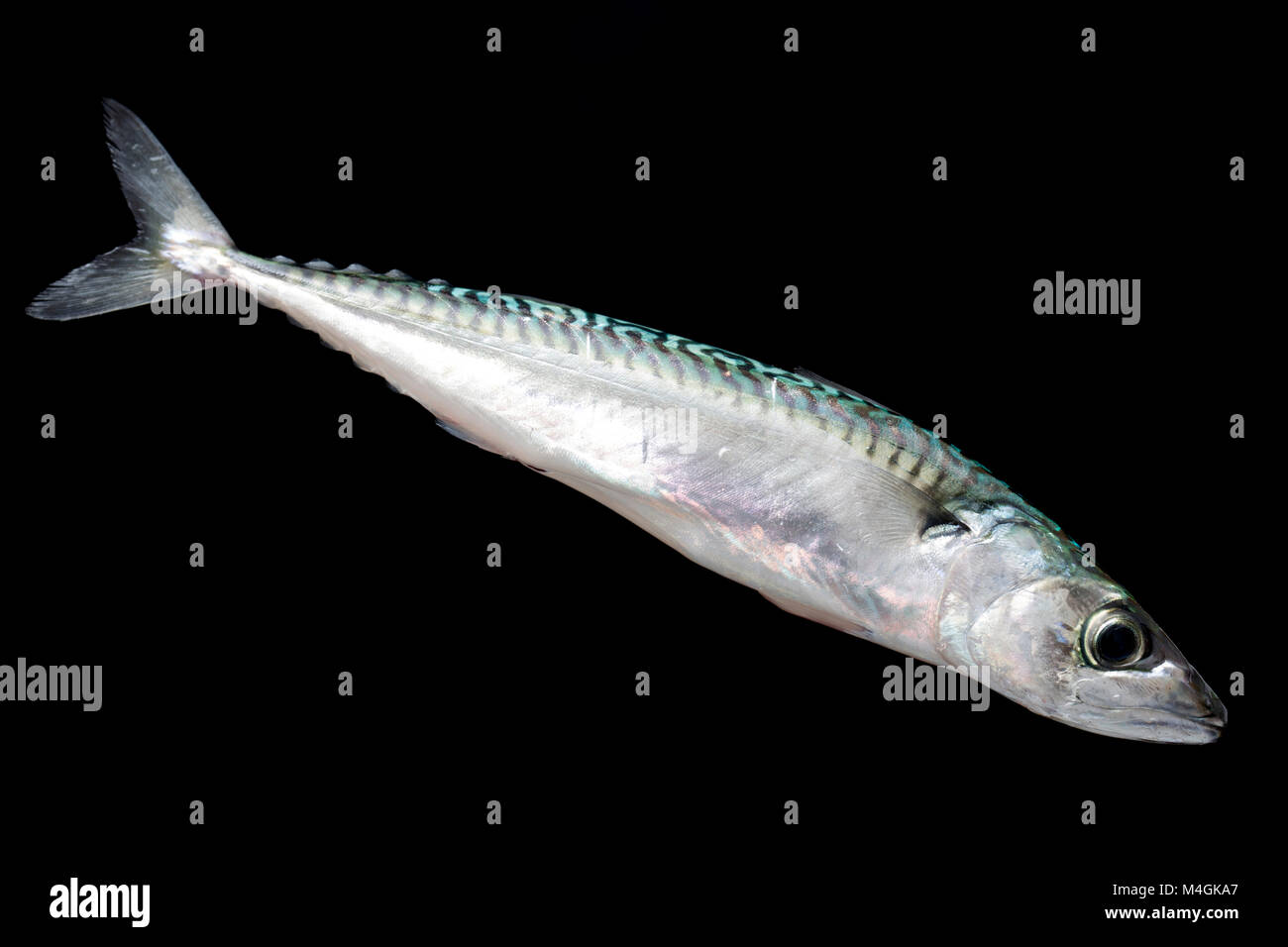 Mackerel come inshore at Chesil Beach in Dorset England UK in the ...