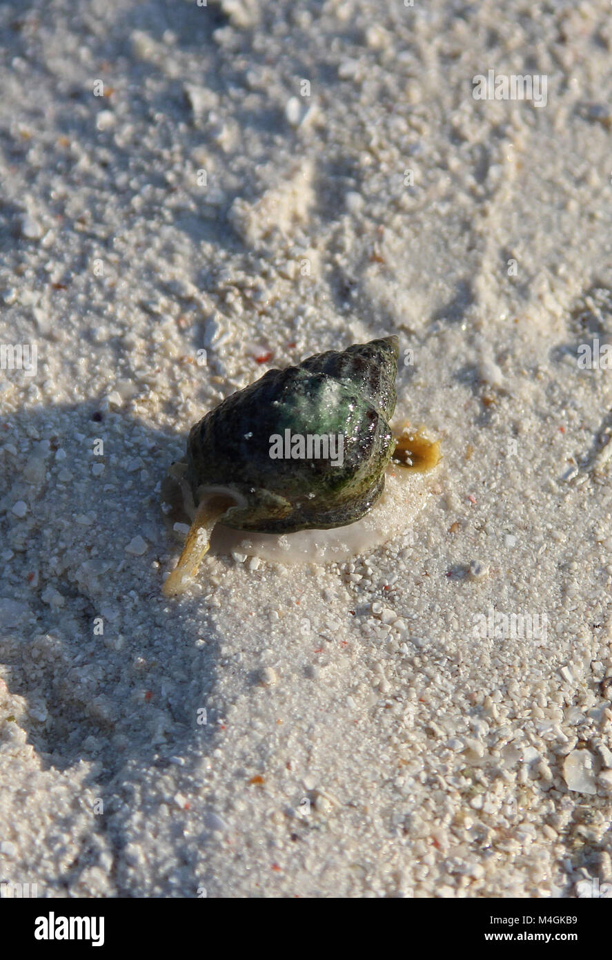 Saltwater snail hi-res stock photography and images - Alamy