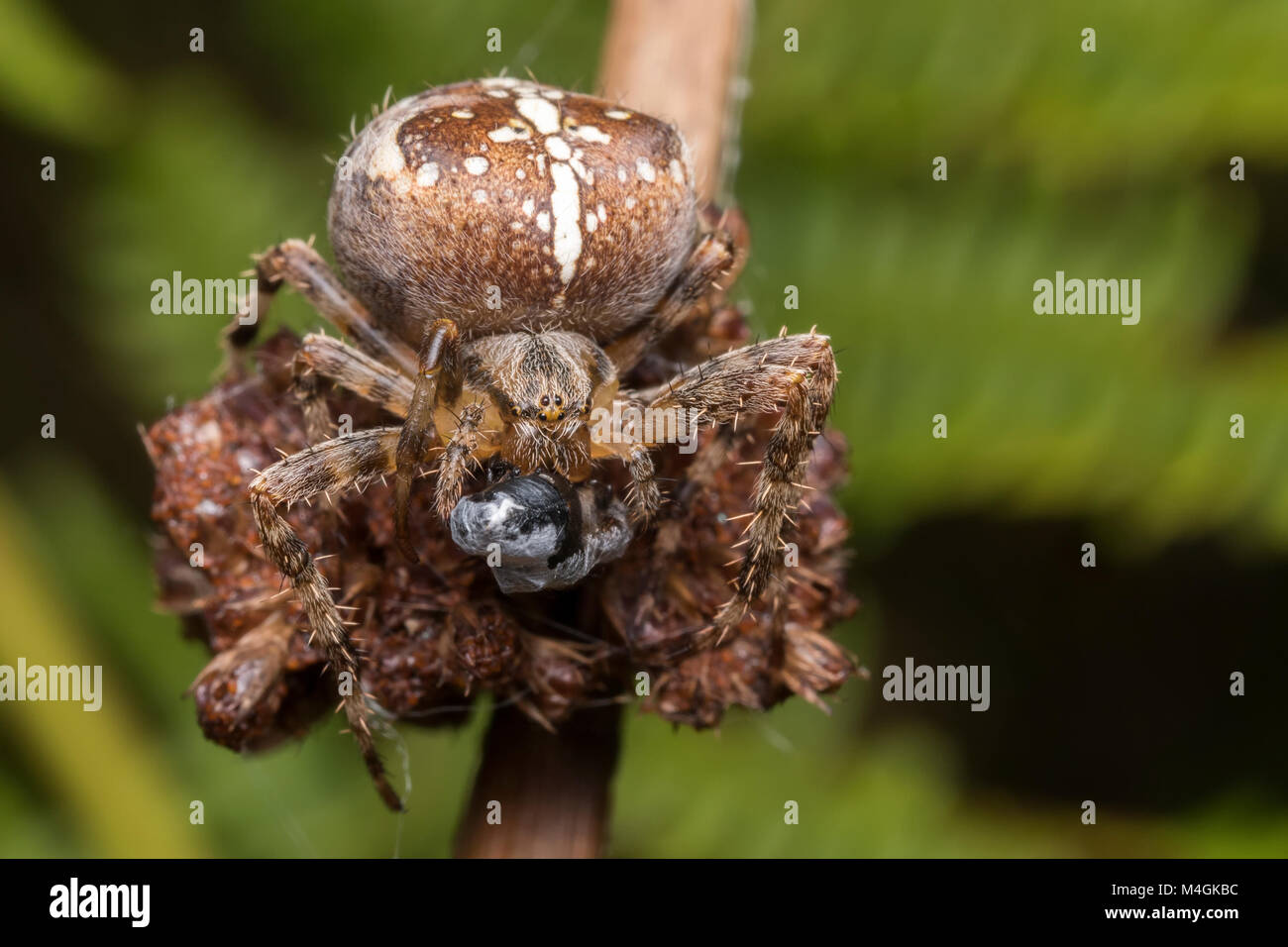 Species araneus diadematus hi-res stock photography and images - Alamy