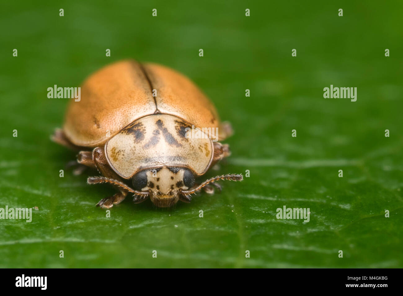 Larch Ladybird (Aphidecta obliterata) frontal view showing the markings ...