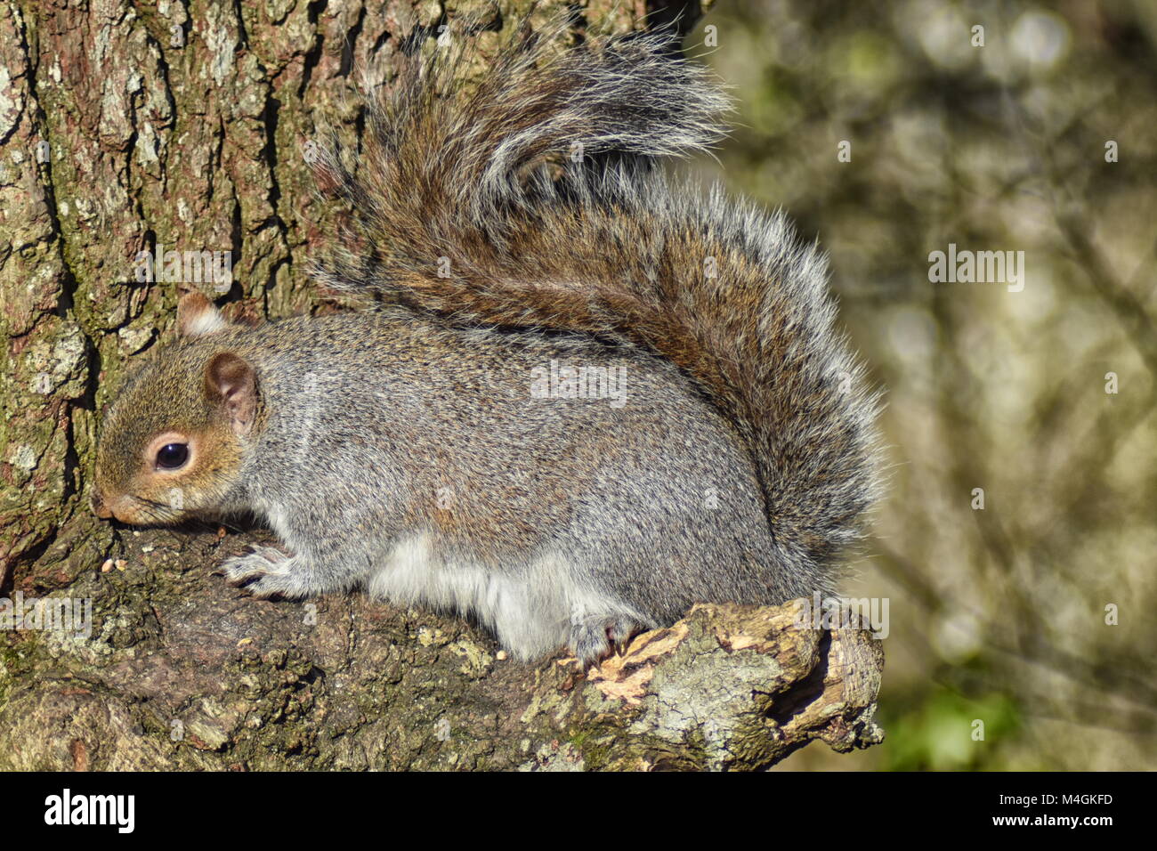 Grey Squirrel (Sciurus carolinensis) close up of squirrel on a tree ...