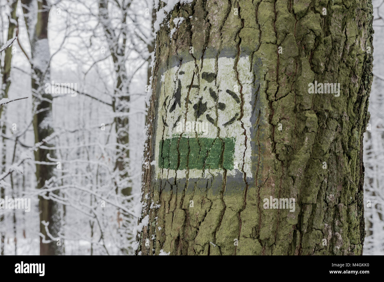 Marking of the tourist route. A tourist road sign on the bark of a tree ...