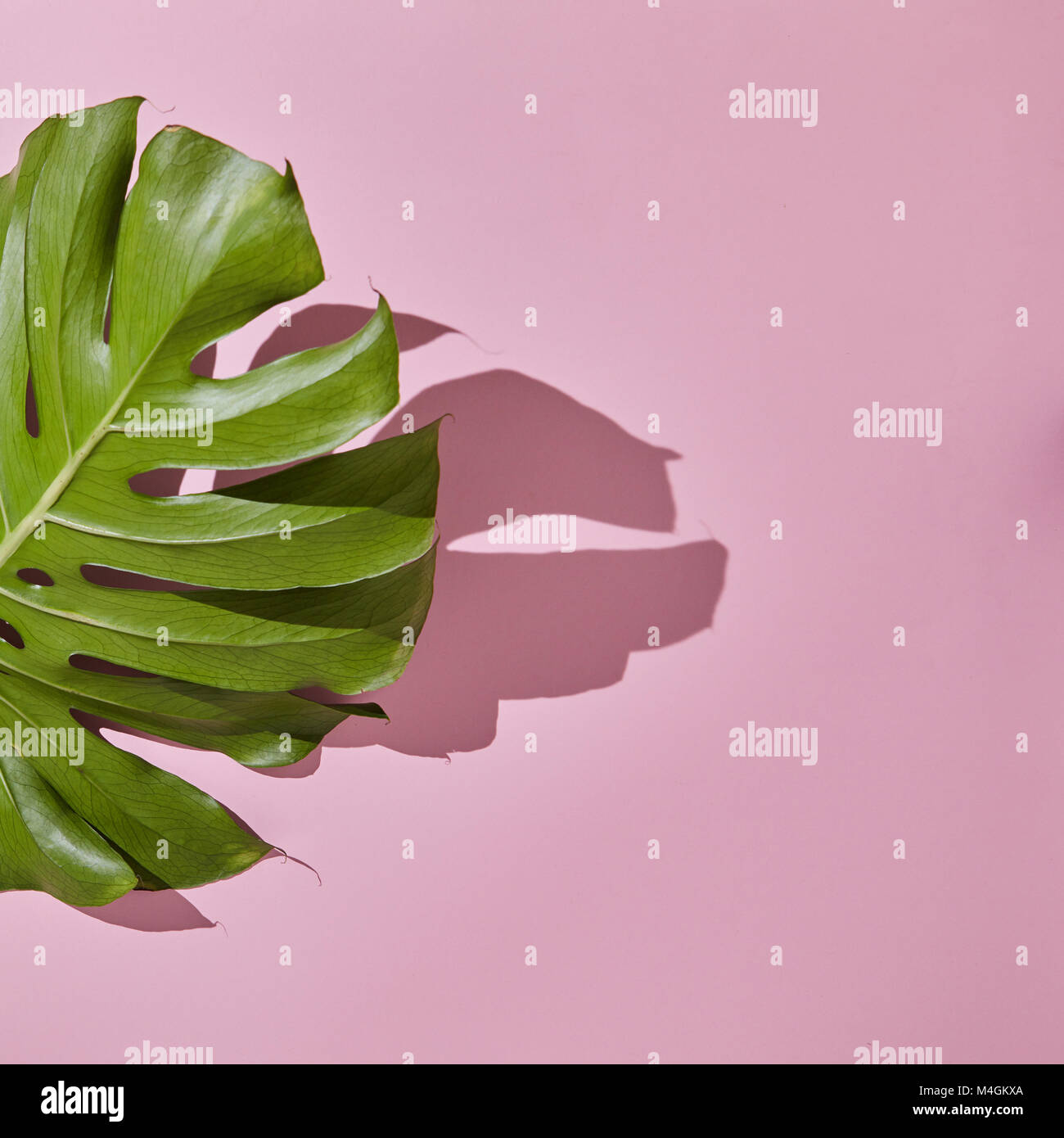 Monstera symbol hi-res stock photography and images - Alamy
