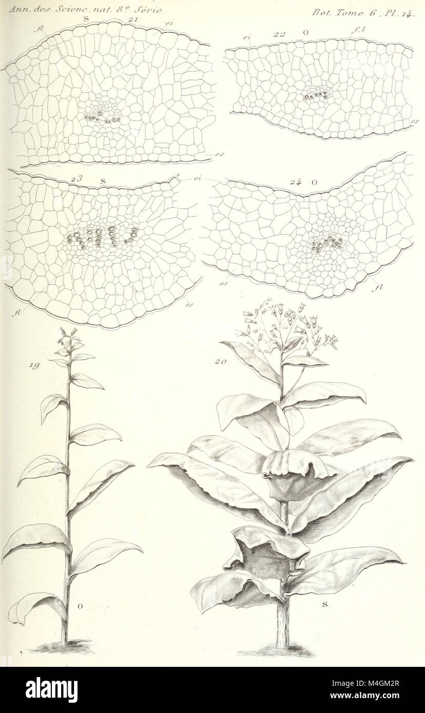 'Annales des Sciences Naturelles Botaniques' is a scientific journal ...
