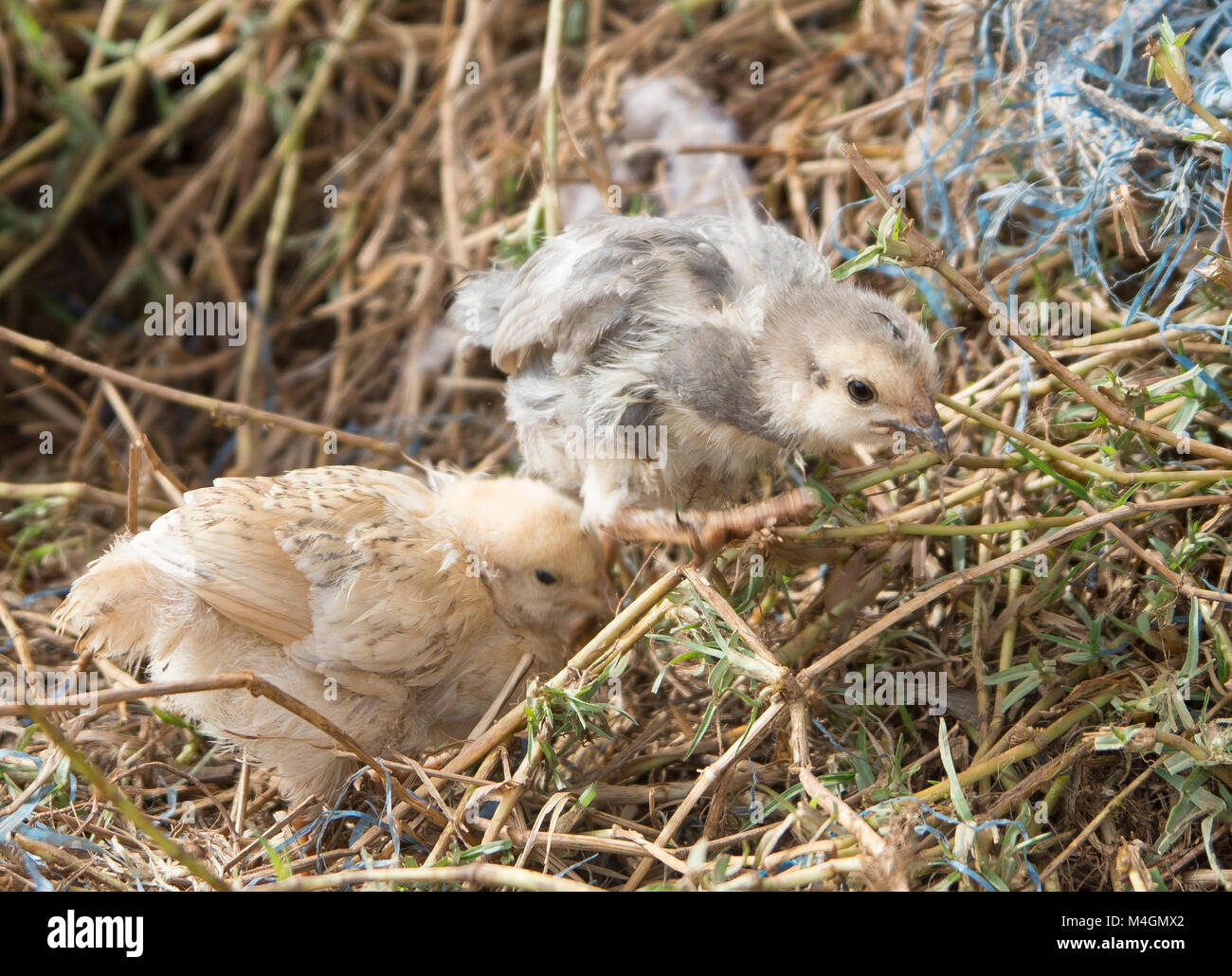 Baby chicken in bolivian farm Stock Photo - Alamy