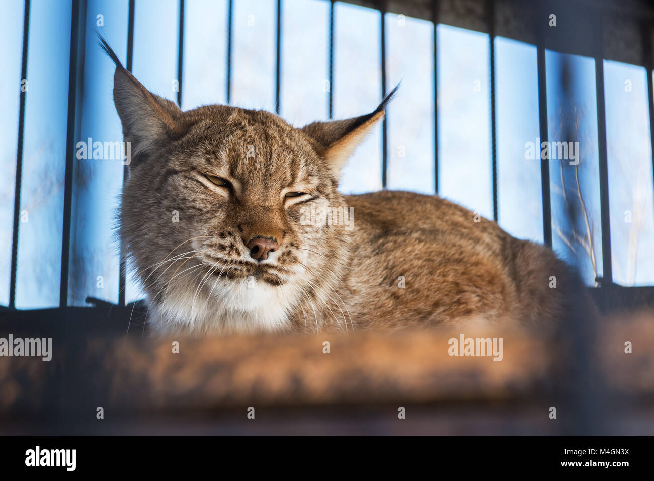 Canada lynx zoo hi-res stock photography and images - Alamy