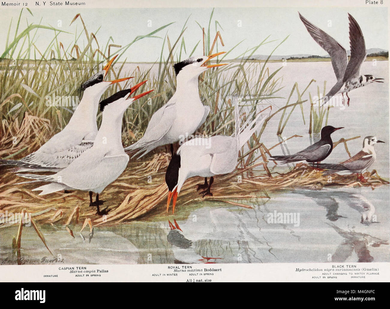 The 1909 annual report highlights institutional achievements, including ...