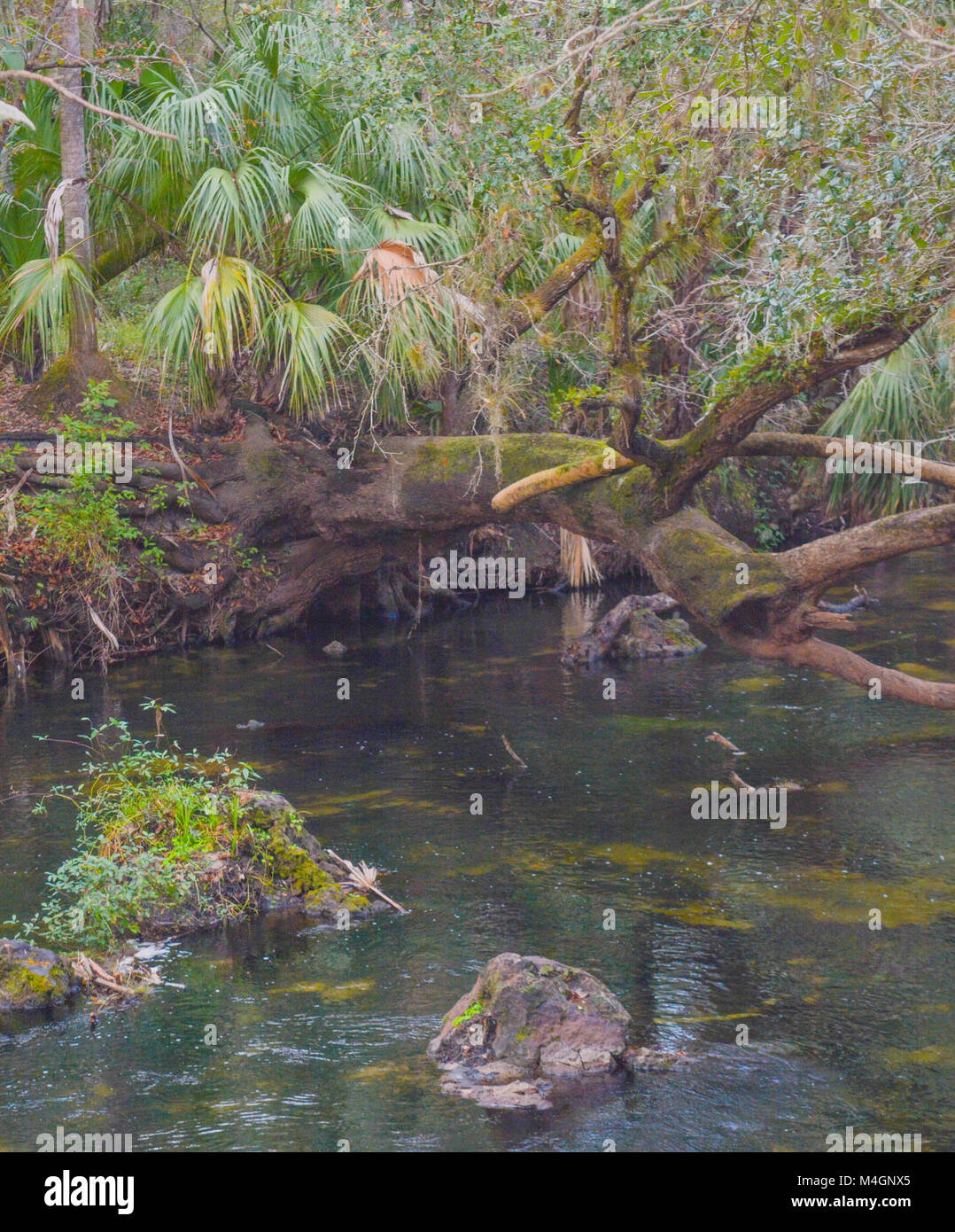 Hillsborough River State Park High Resolution Stock Photography and ...