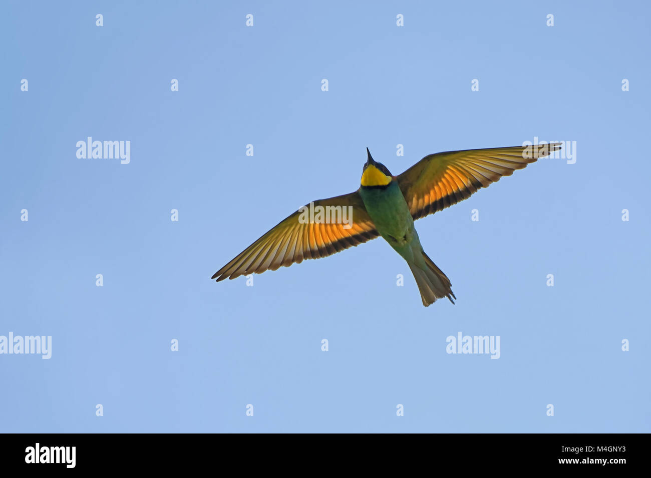 Bee eater in flight hi-res stock photography and images - Alamy