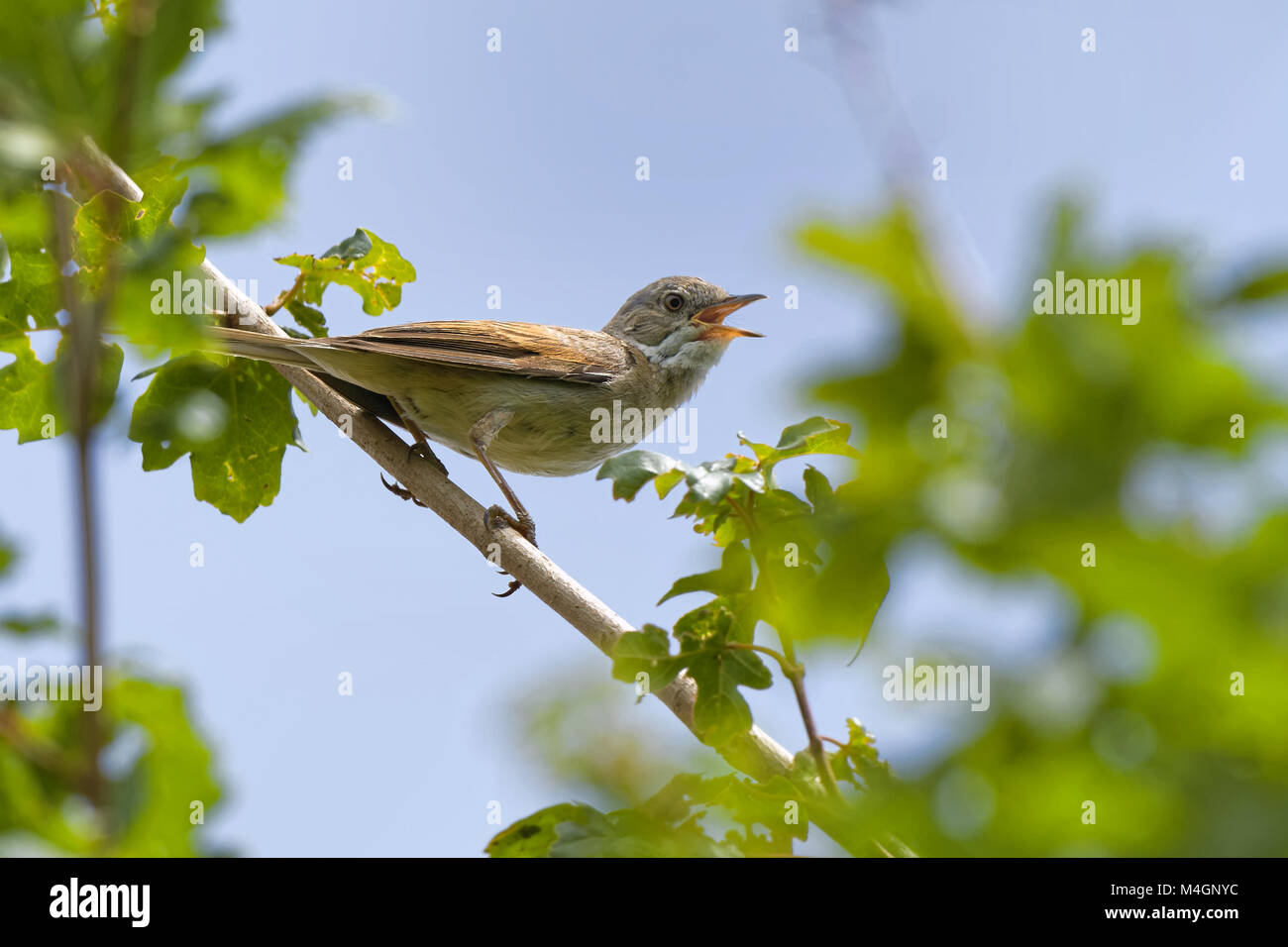 Nightingale singing tree hi-res stock photography and images - Alamy
