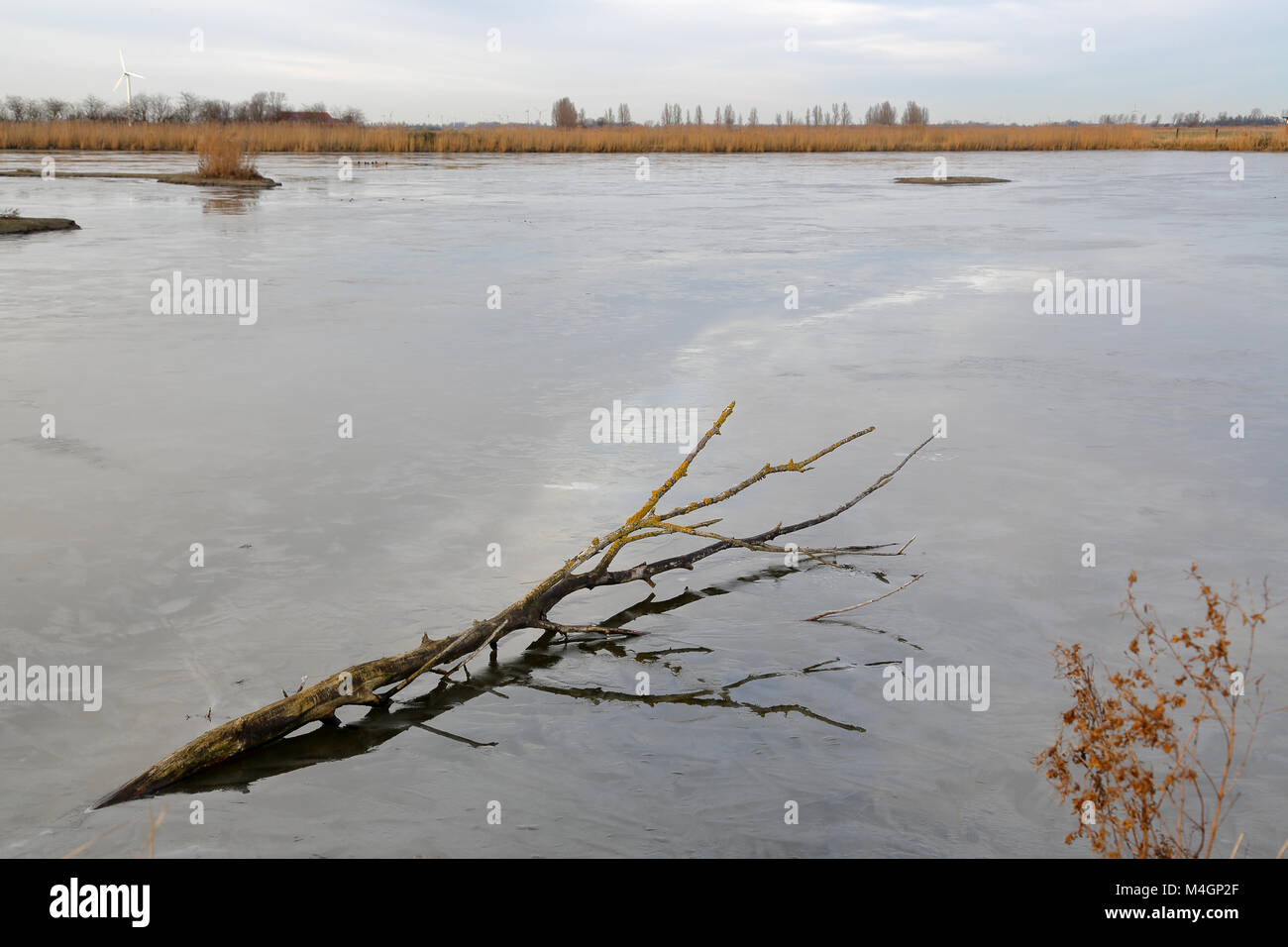 Dead Tree Reflection In Water High Resolution Stock Photography and ...