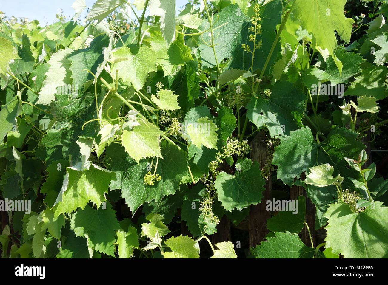 Vitis labrusca, fox grape, blossoms Stock Photo - Alamy Vitis labrusca, fox grape, blossoms Stock Photo - Alamy