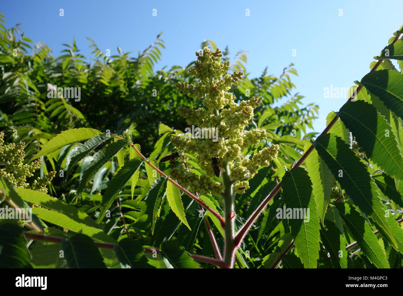 Rhus typhina, sumac Stock Photo - Alamy