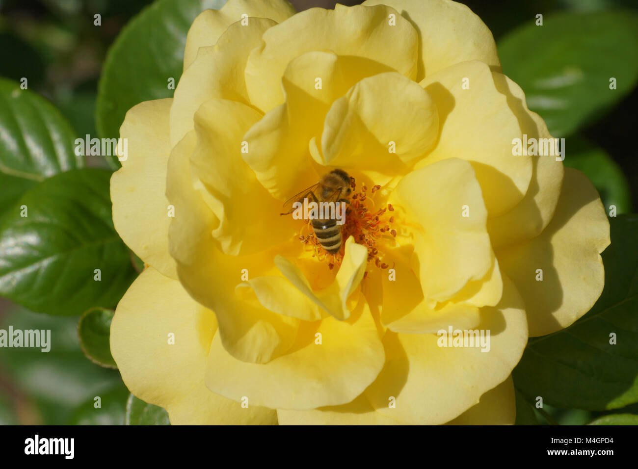 Rosa, Hybrid-rose, with bee Stock Photo - Alamy