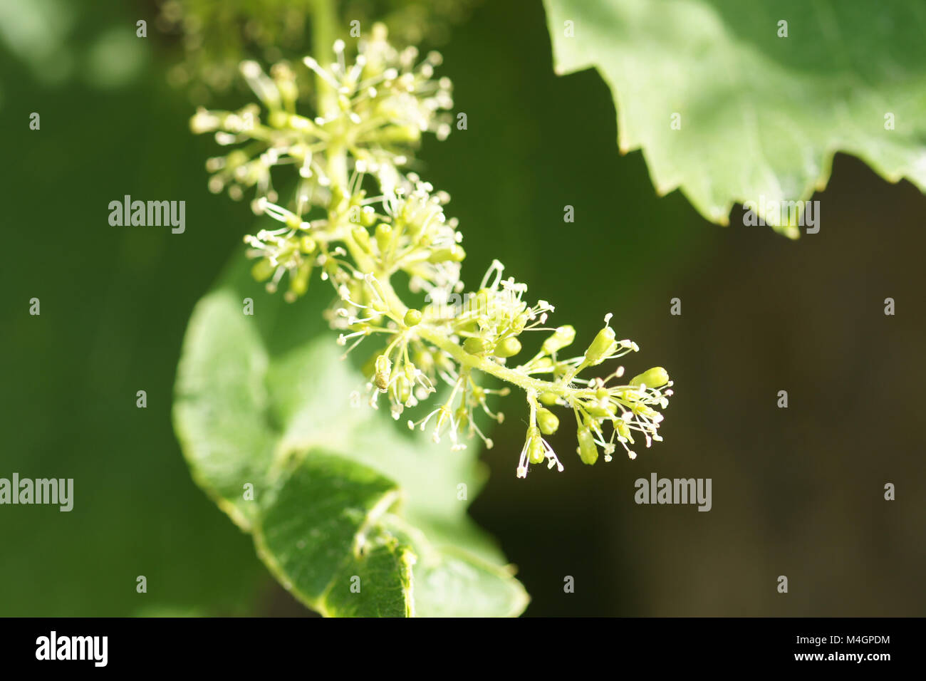 Fox grape hi-res stock photography and images - Alamy