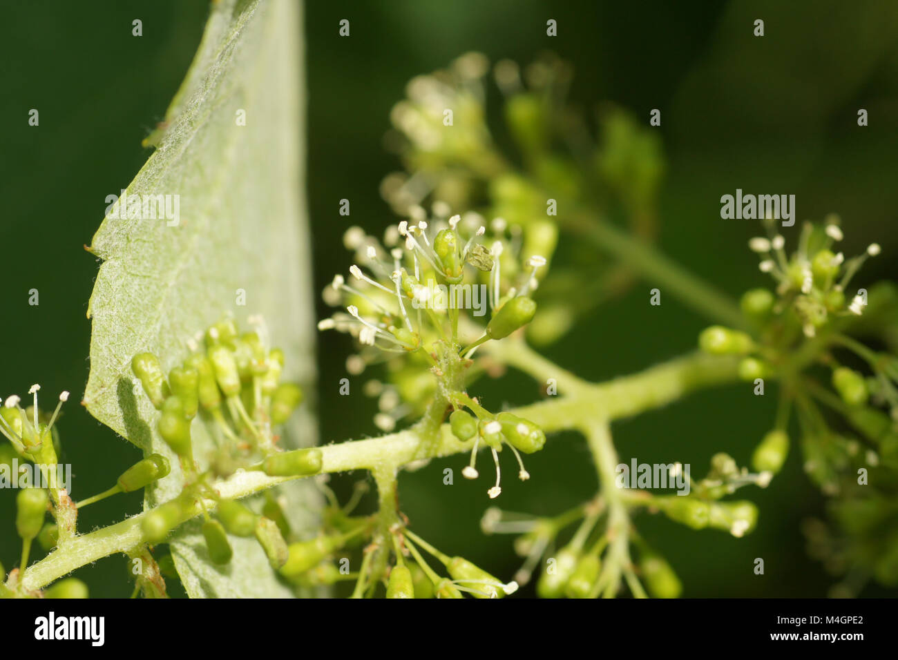 Vitis labrusca hi-res stock photography and images - Alamy