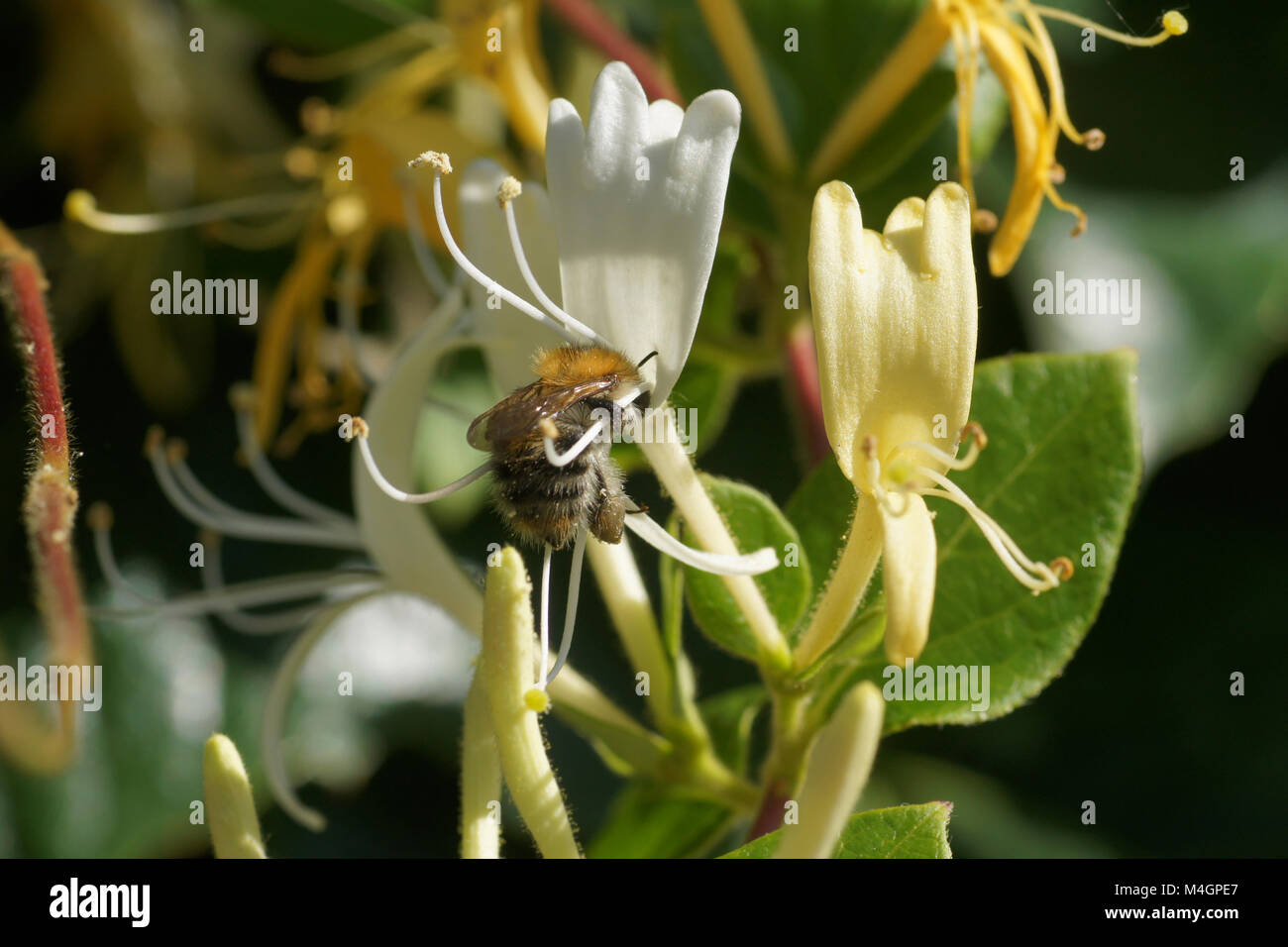 Lonicera caprifolium, italian honeysuckle, with bumblebee Stock Photo ...