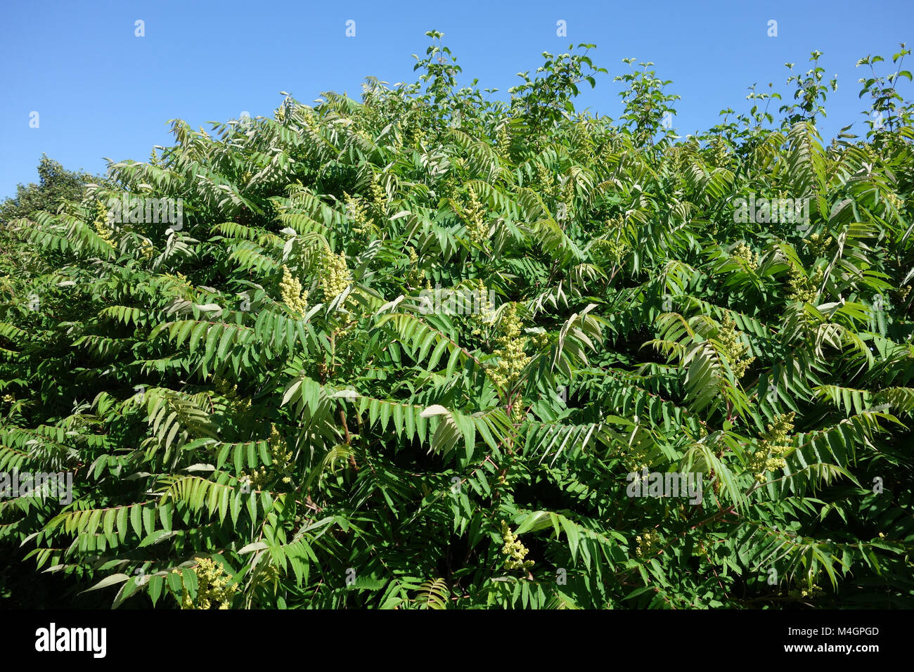 Rhus typhina, sumac Stock Photo - Alamy