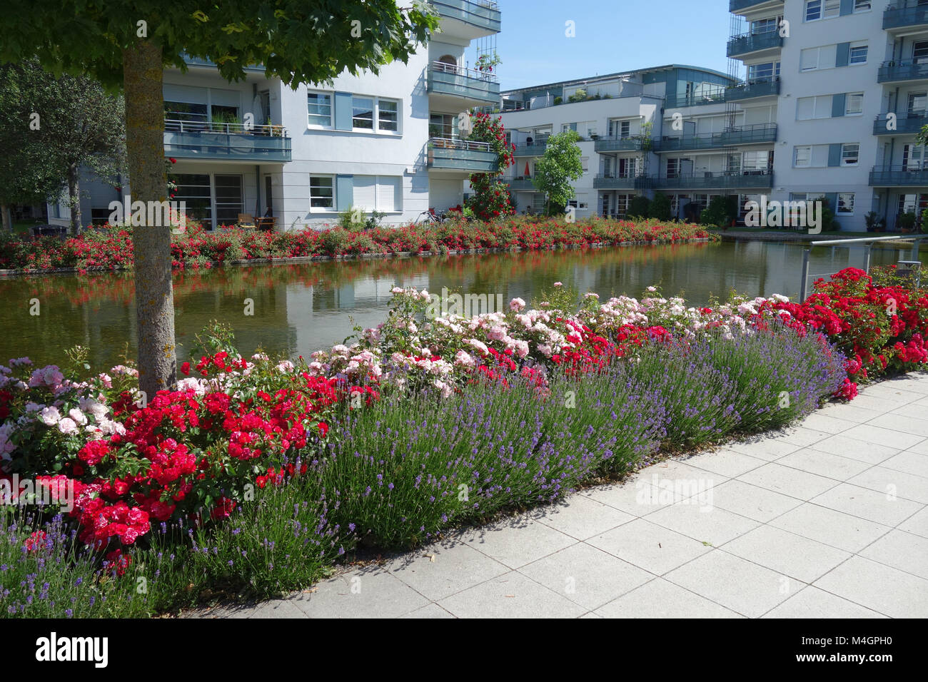 Lavandula officinalis, lavender, Rosa, hybrid-rose Stock Photo - Alamy