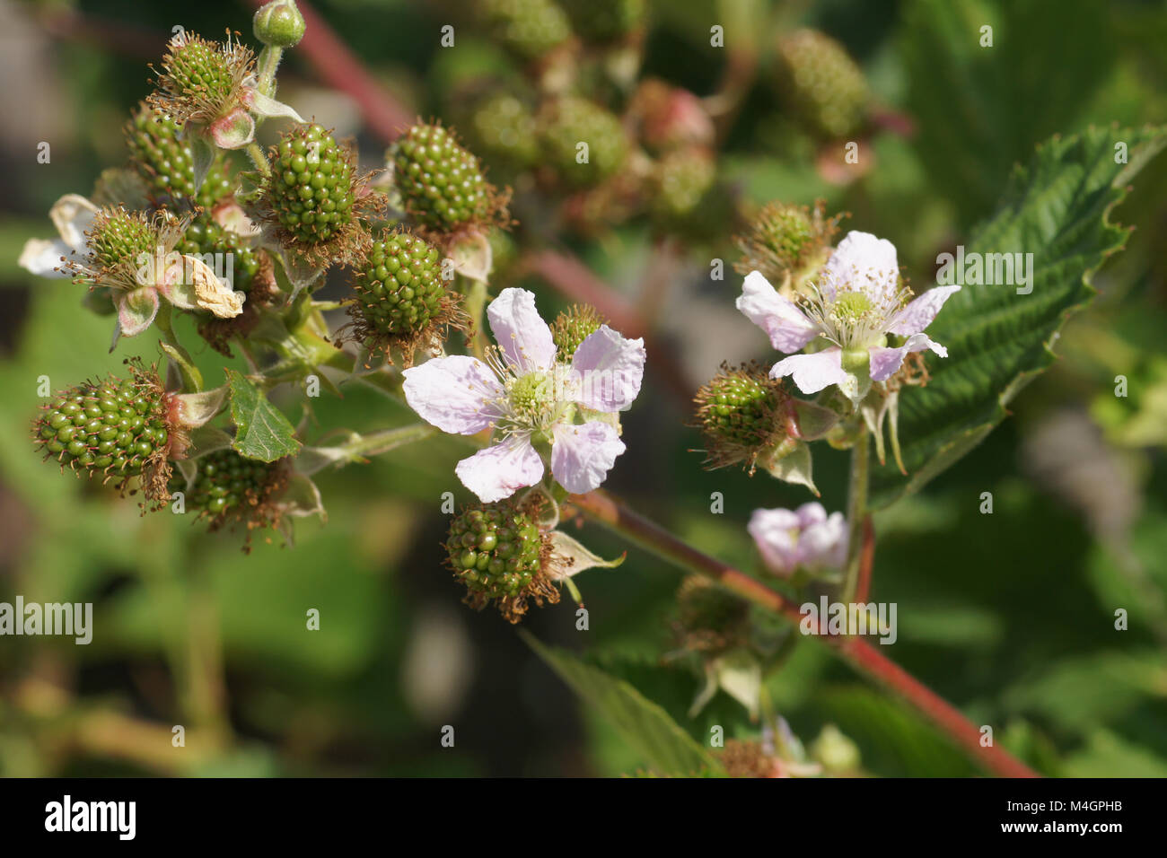 Rubus Fruticosus Thorn High Resolution Stock Photography and Images - Alamy