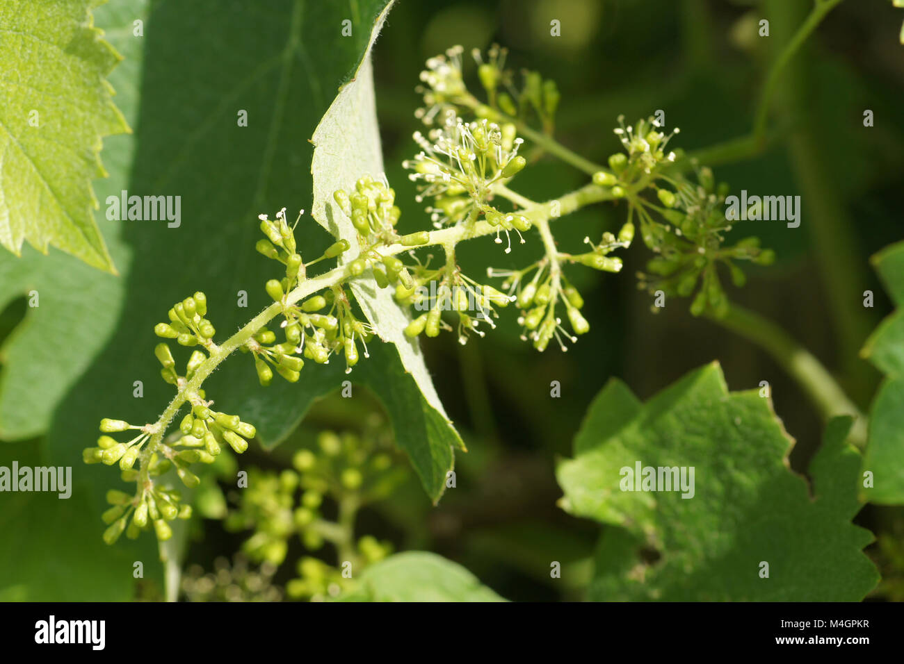Vitis labrusca hi-res stock photography and images - Alamy