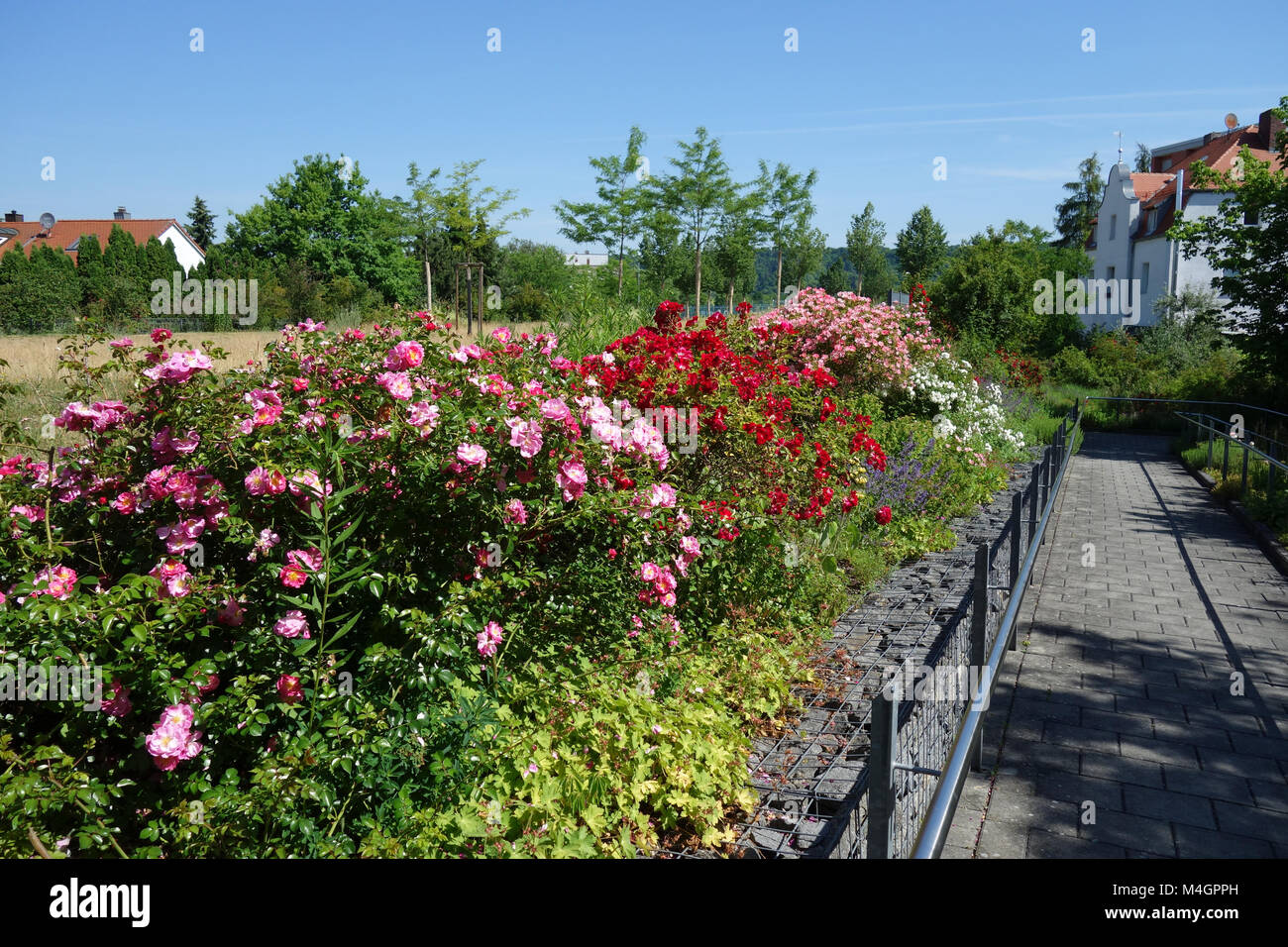 Rosa, shrub rose, hedge Stock Photo - Alamy