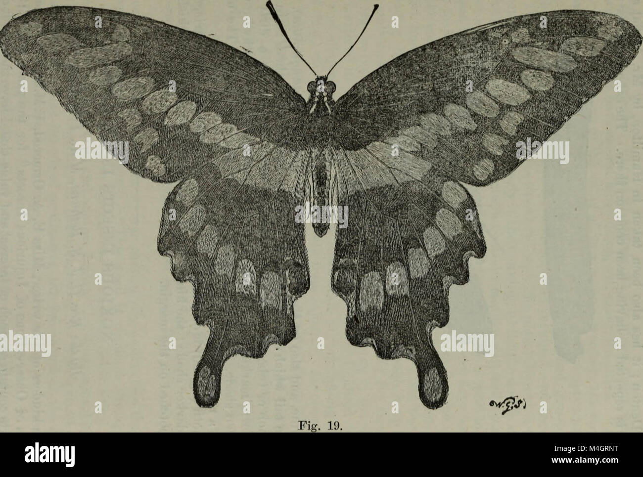 The 1880 Annual Report of the Entomological Society of Ontario details ...