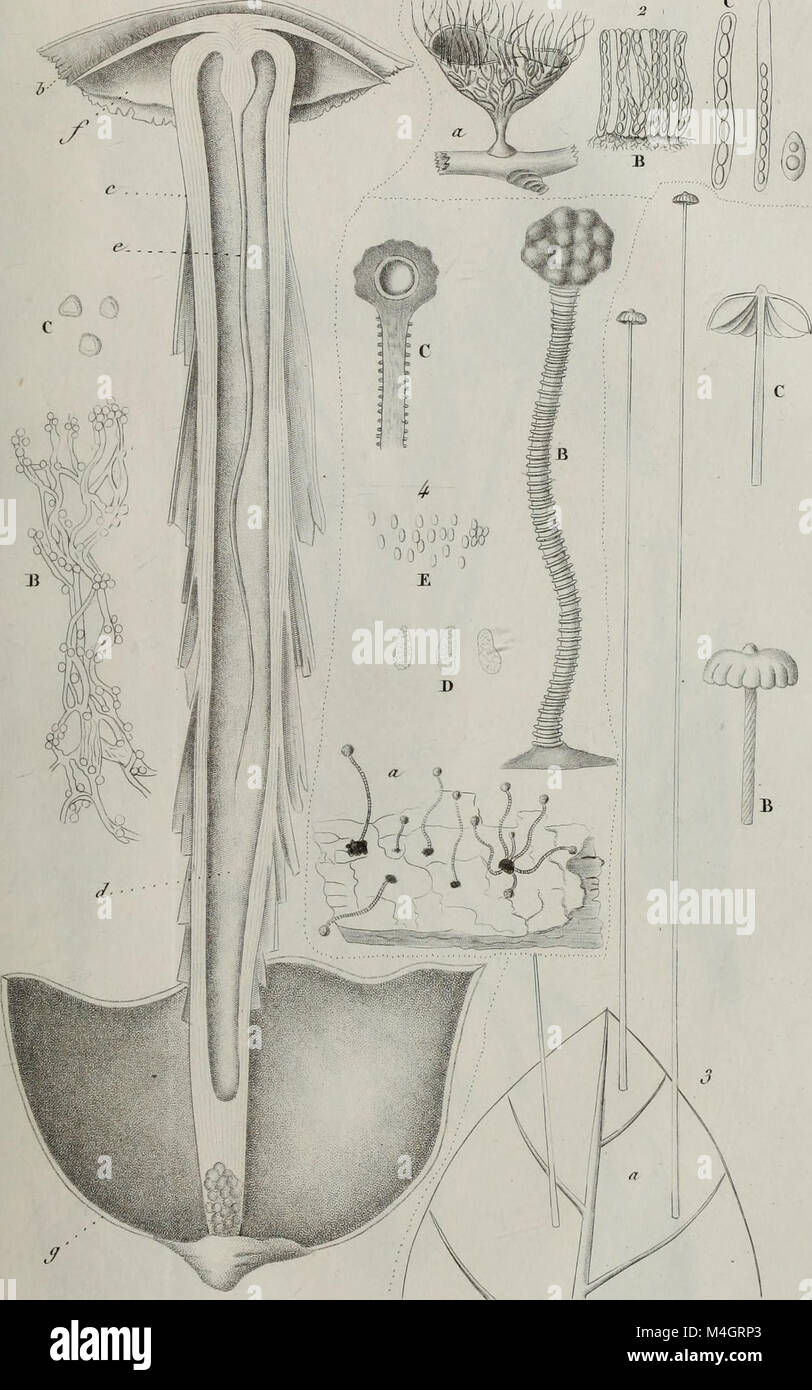 The 1834 edition of Annales des Sciences Naturelles Botaniques presents ...