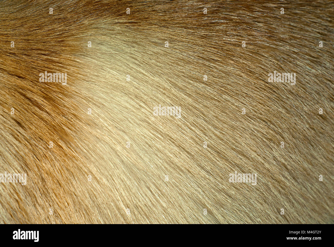 background, texture: fox fur closeup Stock Photo - Alamy