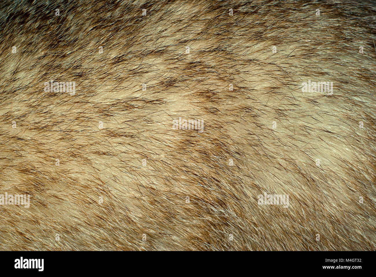 background, texture: badger fur closeup Stock Photo - Alamy