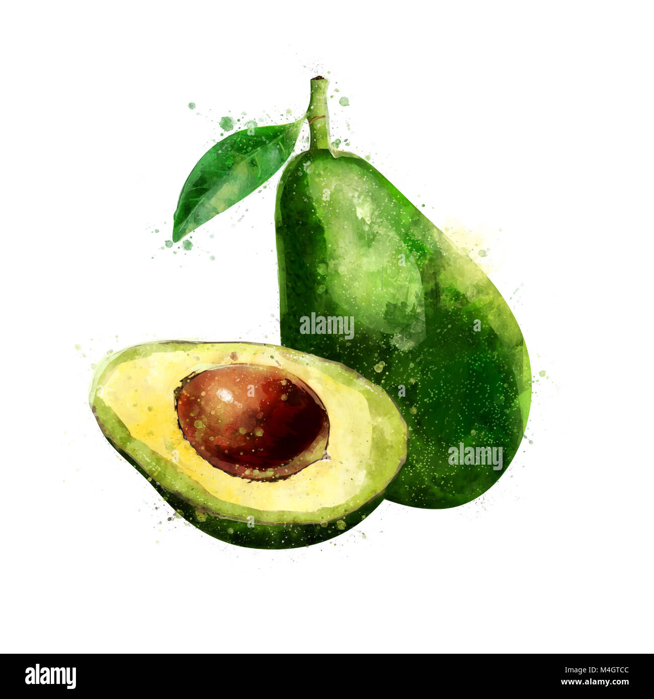 Avocado on white background. Watercolor illustration Stock Photo - Alamy