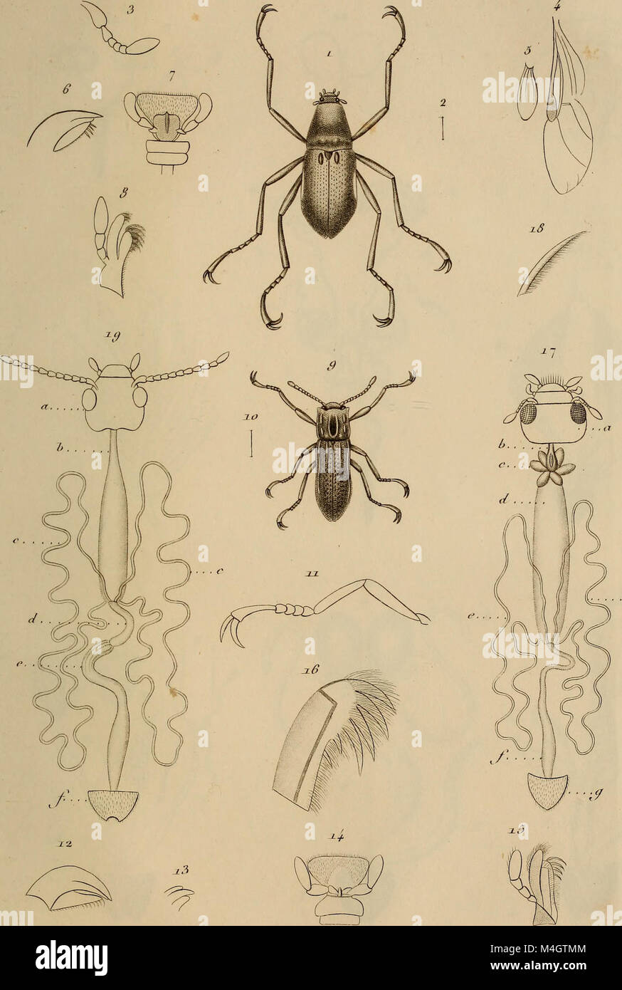 'Annales des sciences naturelles' (1835) is a French scientific journal ...