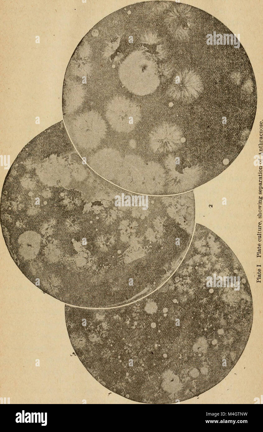 The Annual Report of the Agricultural Experiment Station (1889-1899 ...