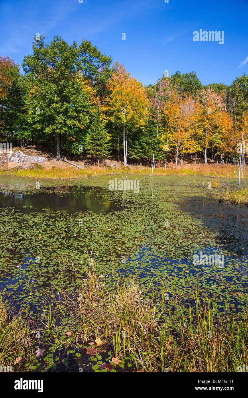 Swamp plants hi-res stock photography and images - Alamy