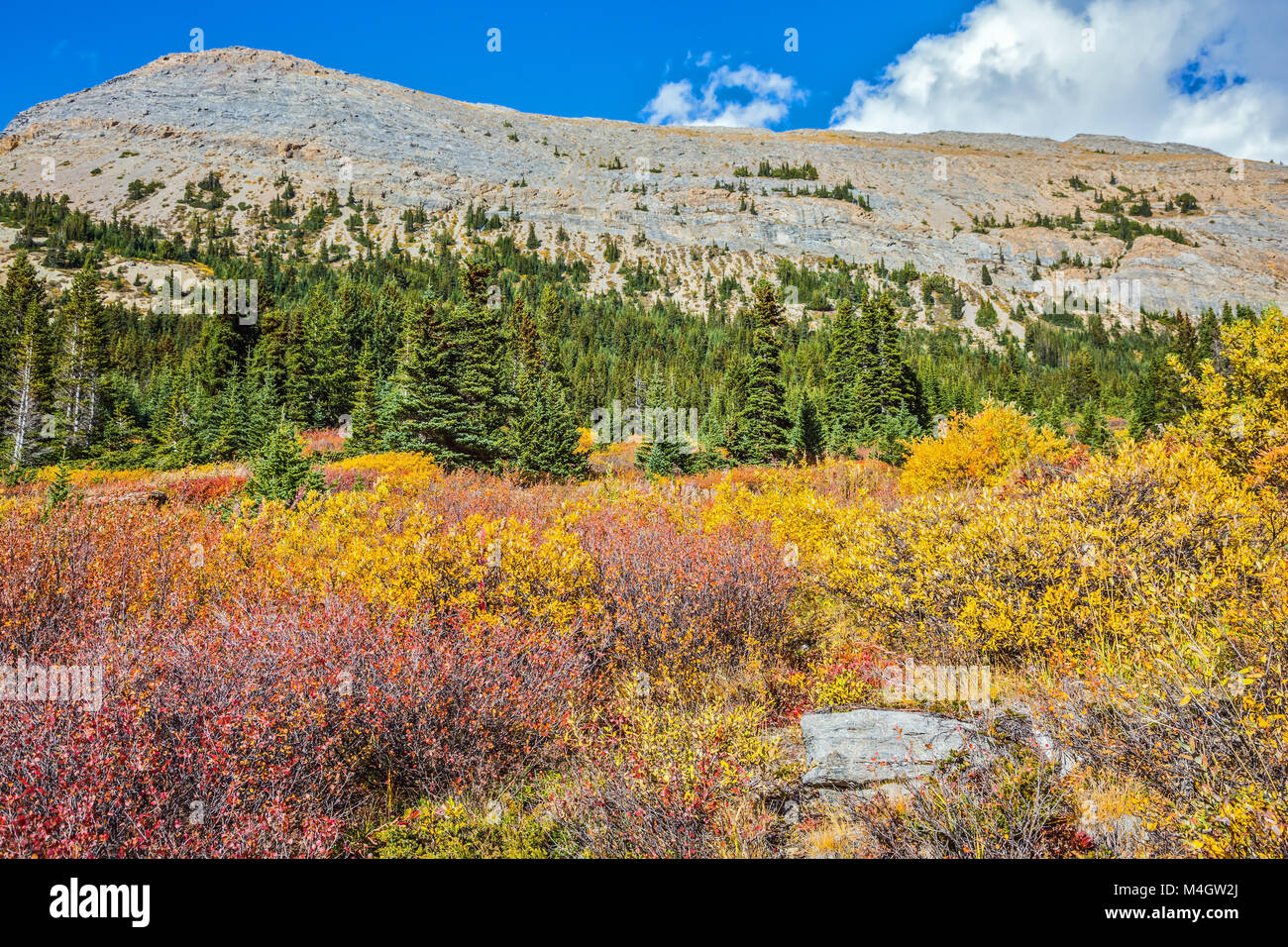 The turned yellow autumn bushes Stock Photo - Alamy