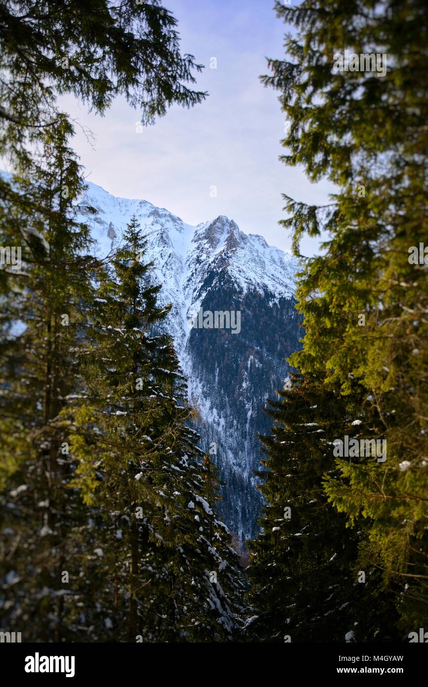 Peeking through the tall trees at the distant mountain peaks on the ...