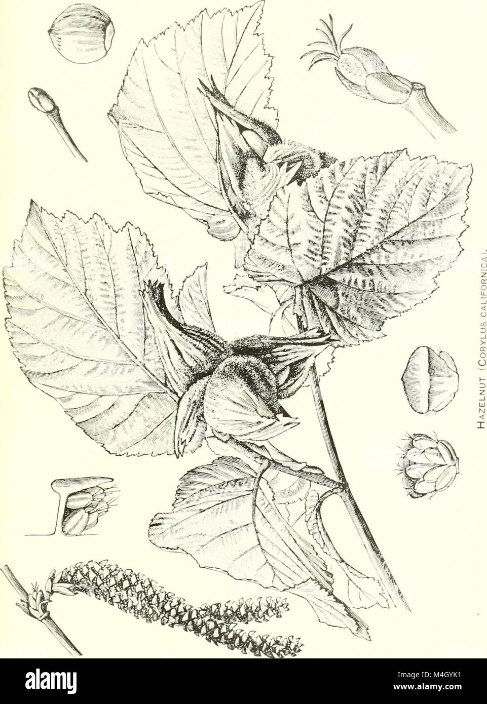 The 1902 annual report by the Smithsonian Institution's Board of ...