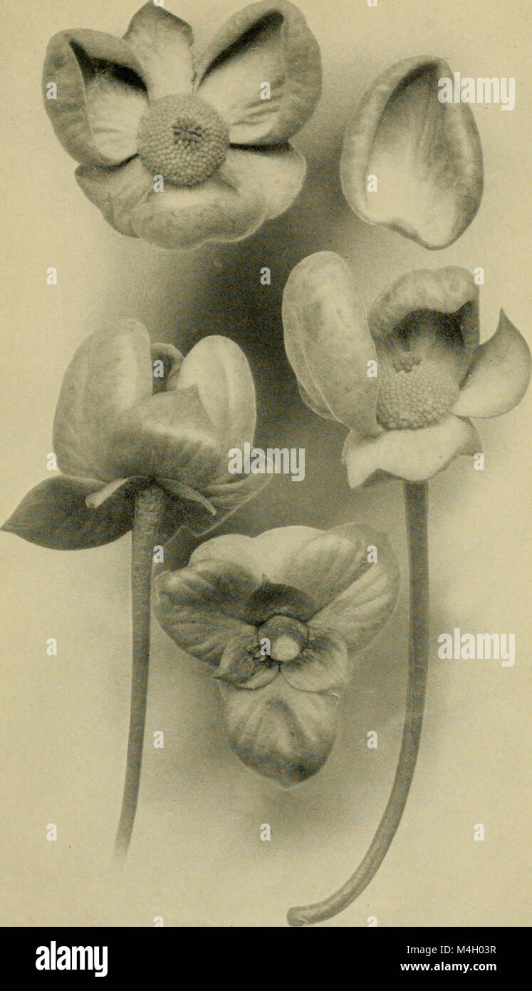The 1910 annual report of the Smithsonian Institution Board of Regents ...