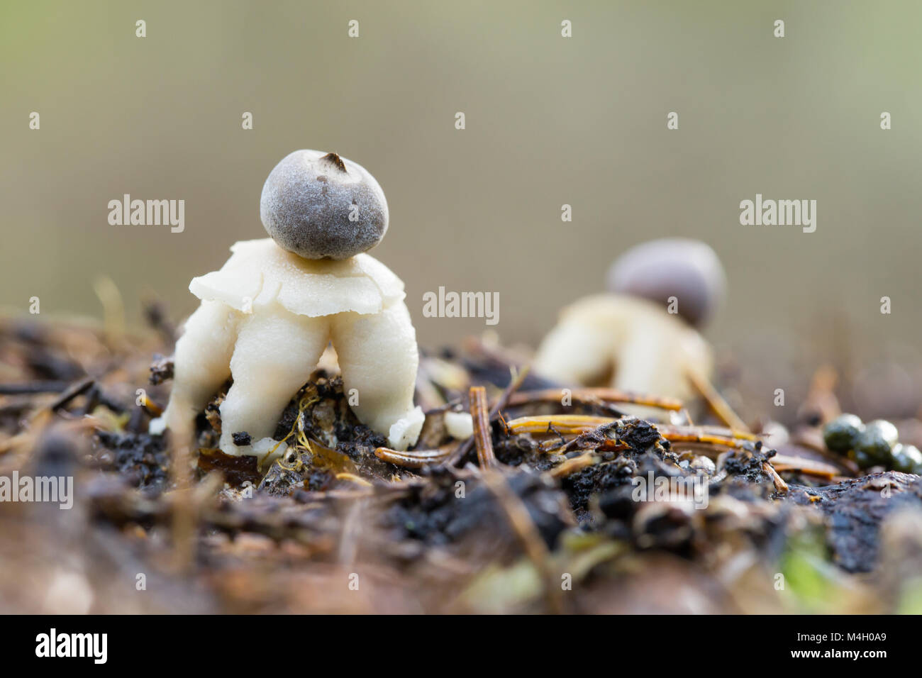 Four footed hi-res stock photography and images - Alamy