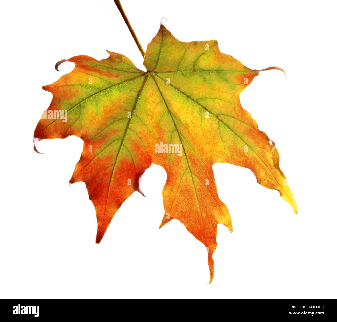 bright maple leaf Stock Photo - Alamy