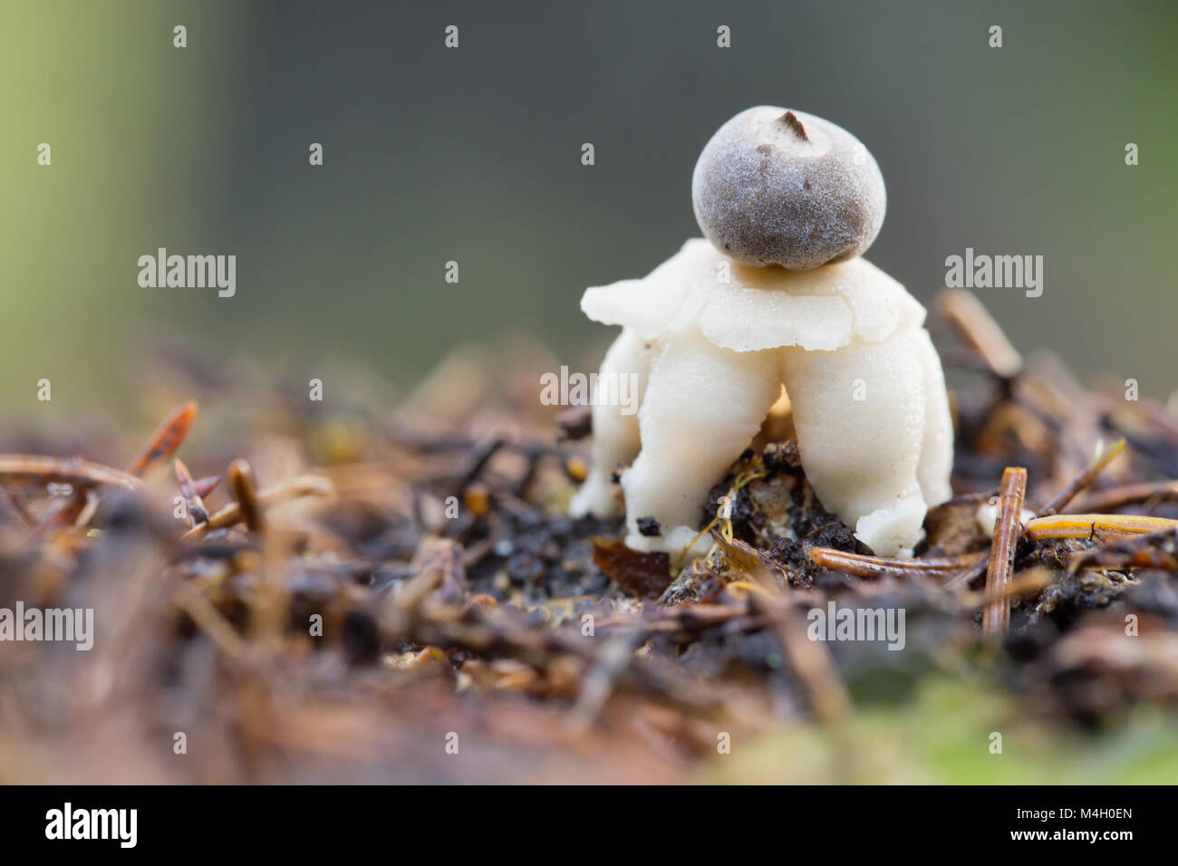 Geaster fungi hi-res stock photography and images - Alamy