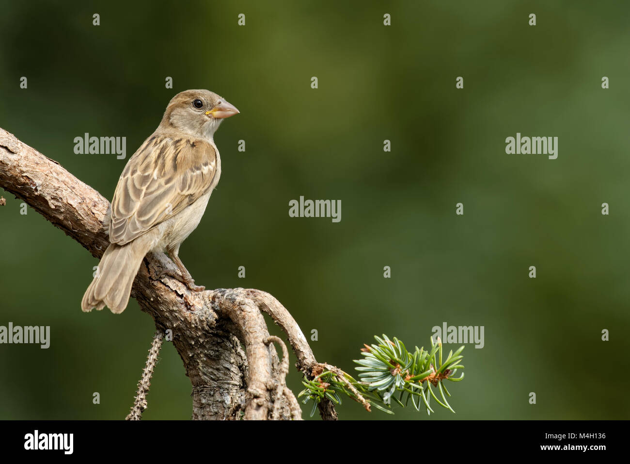 House Sparrow female Stock Photo - Alamy
