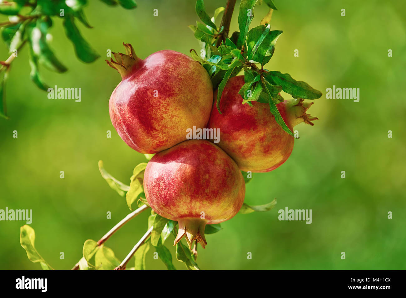 Mature fruits hi-res stock photography and images - Alamy
