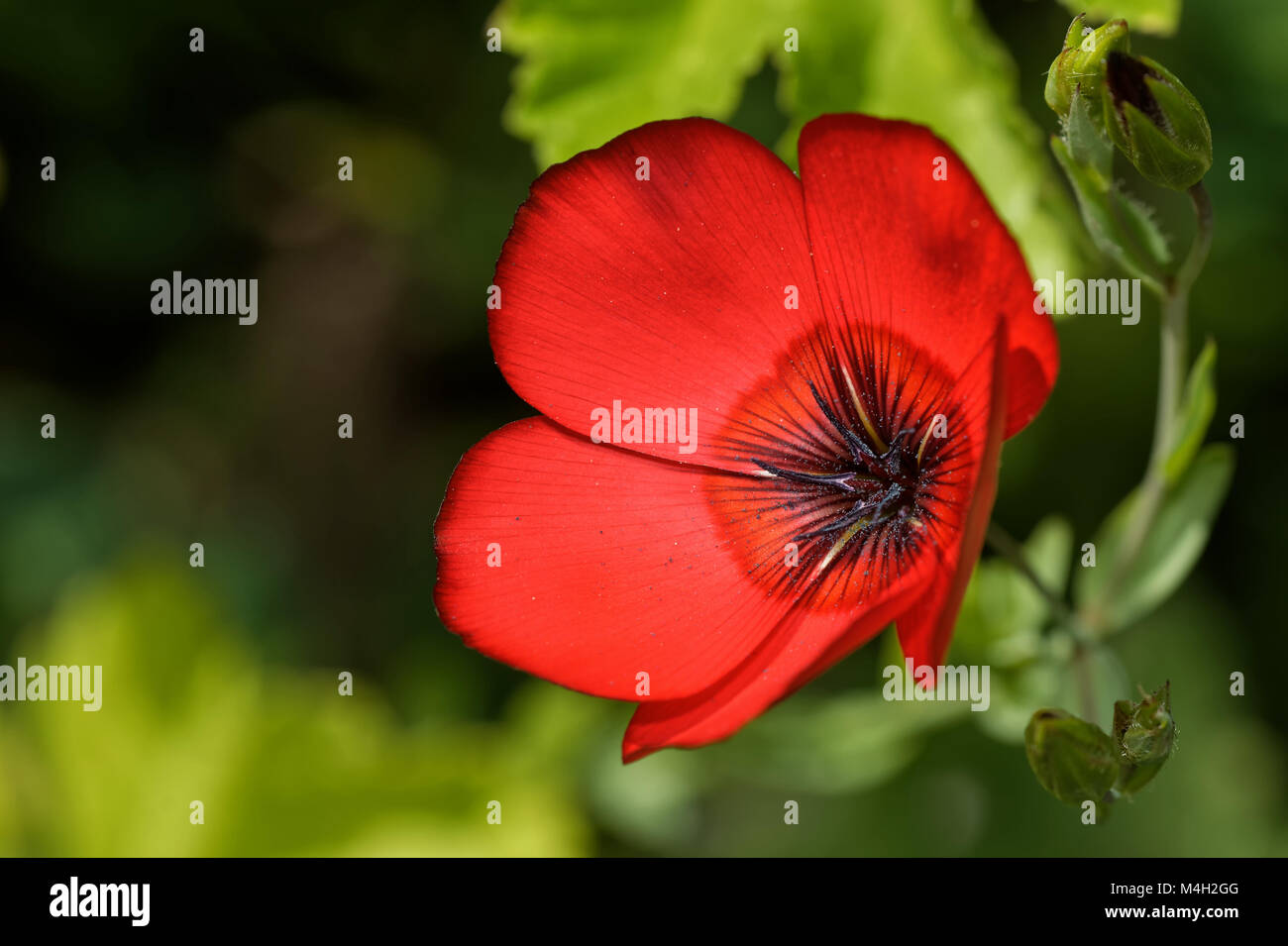 Scarlet flax hi-res stock photography and images - Alamy