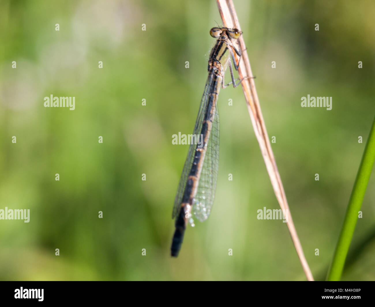 black dragonfly outside on stem Stock Photo - Alamy