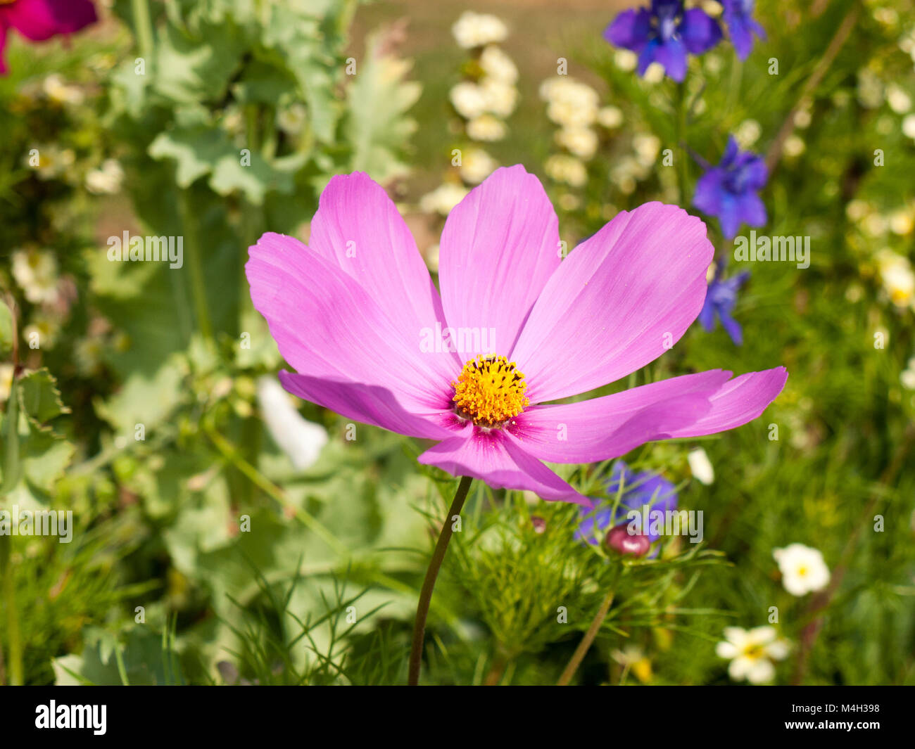 Full flower head hi-res stock photography and images - Alamy