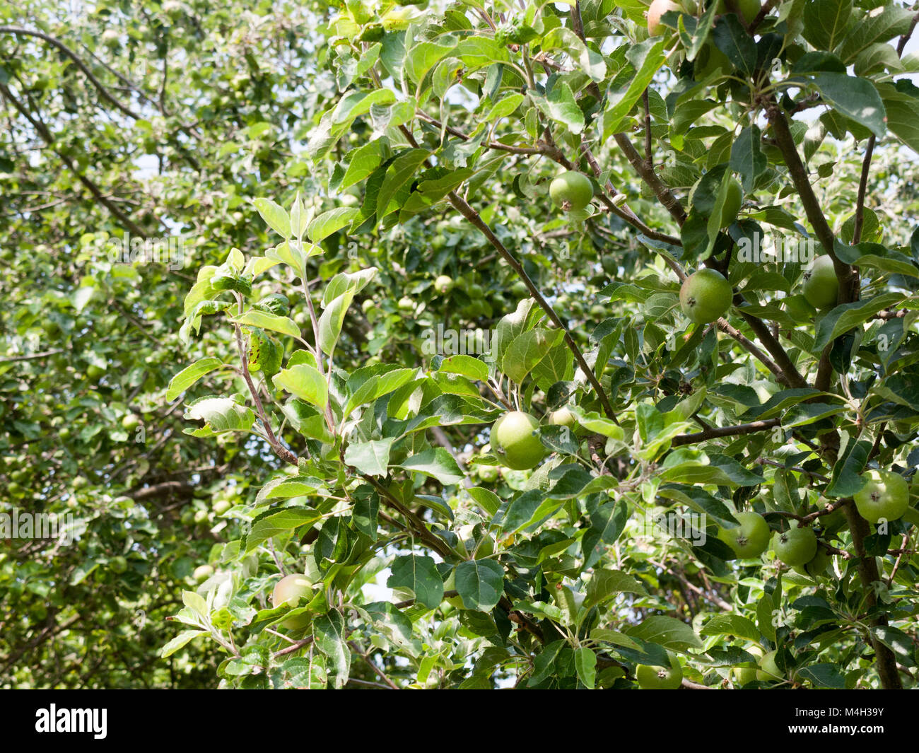Outside tree hi-res stock photography and images - Alamy