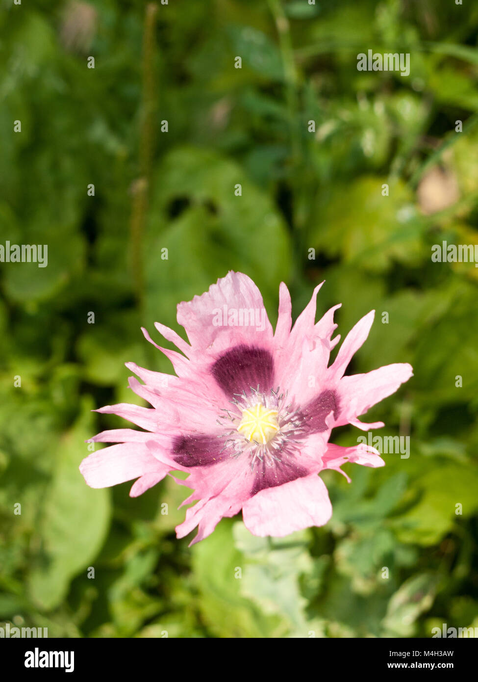 Single flower head open hi-res stock photography and images - Alamy