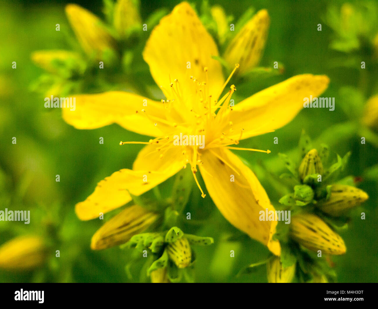 Star flower hi-res stock photography and images - Alamy