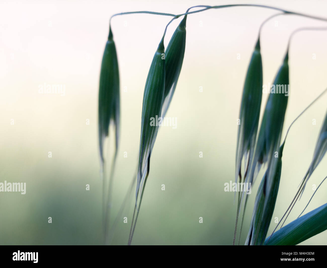 Delicate health hi-res stock photography and images - Alamy